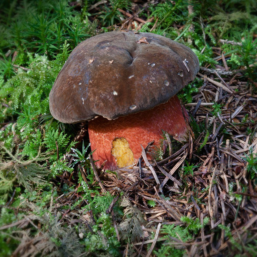 Neoboletus praestigiator (R. Schulz) Svetasheva, Gelardi, Simonini ...
