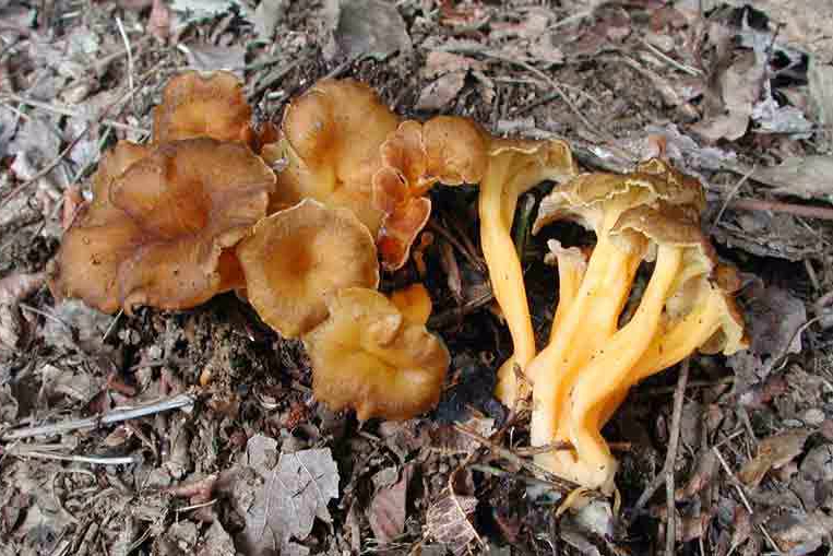 Cantharellus lutescens – Universo alpino