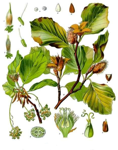 Faggio – Fagus sylvatica L. – Universo alpino