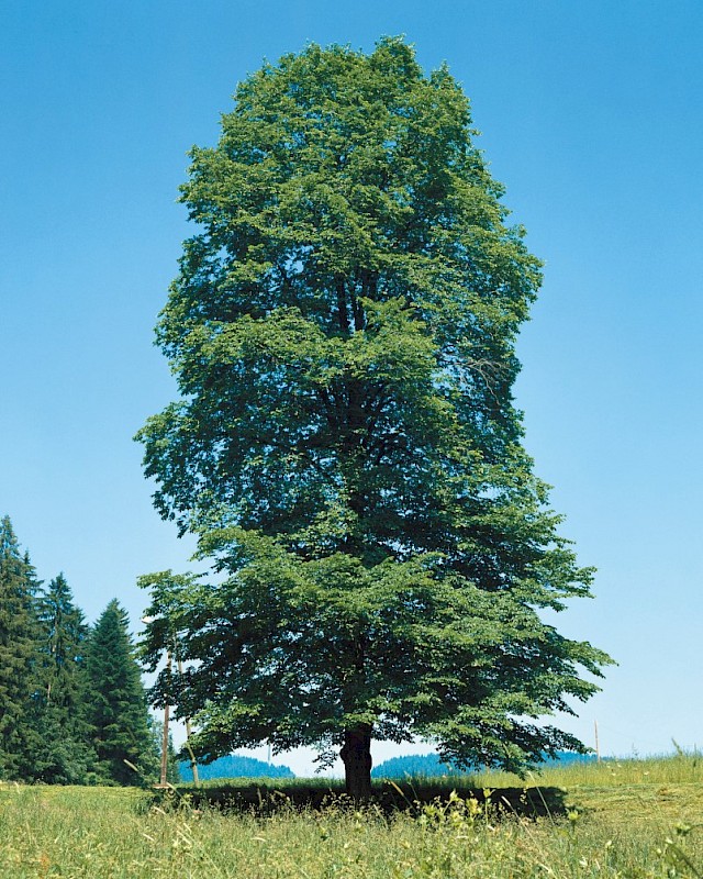 Olmo campestre ( Ulmus minor ) e montano ( Ulmus glabra ) – Universo alpino