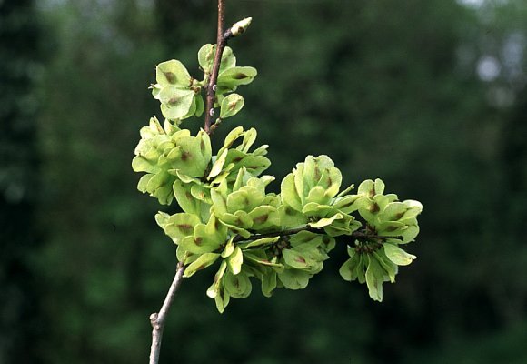 Olmo campestre ( Ulmus minor ) e montano ( Ulmus glabra ) – Universo alpino