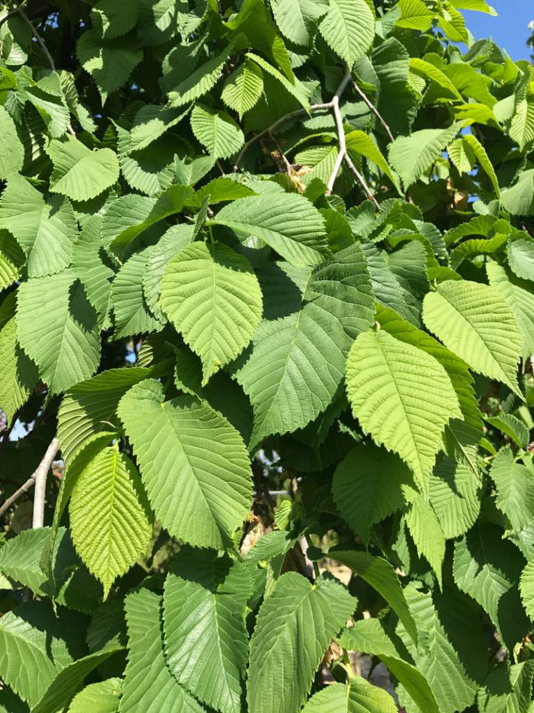 Olmo campestre ( Ulmus minor ) e montano ( Ulmus glabra ) – Universo alpino
