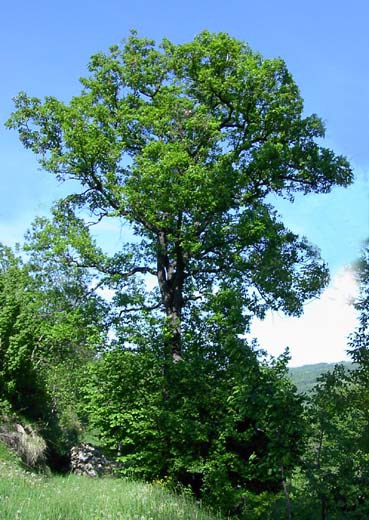 Roverella – Quercus pubescens Willd. – Universo alpino