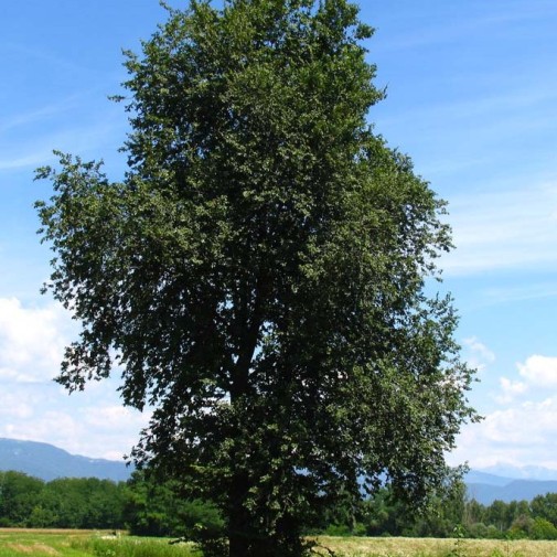 Olmo campestre ( Ulmus minor ) e montano ( Ulmus glabra ) – Universo alpino