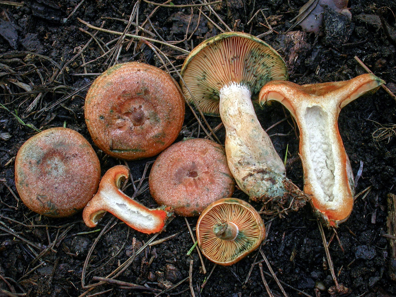 Lactarius deliciosus – Universo alpino