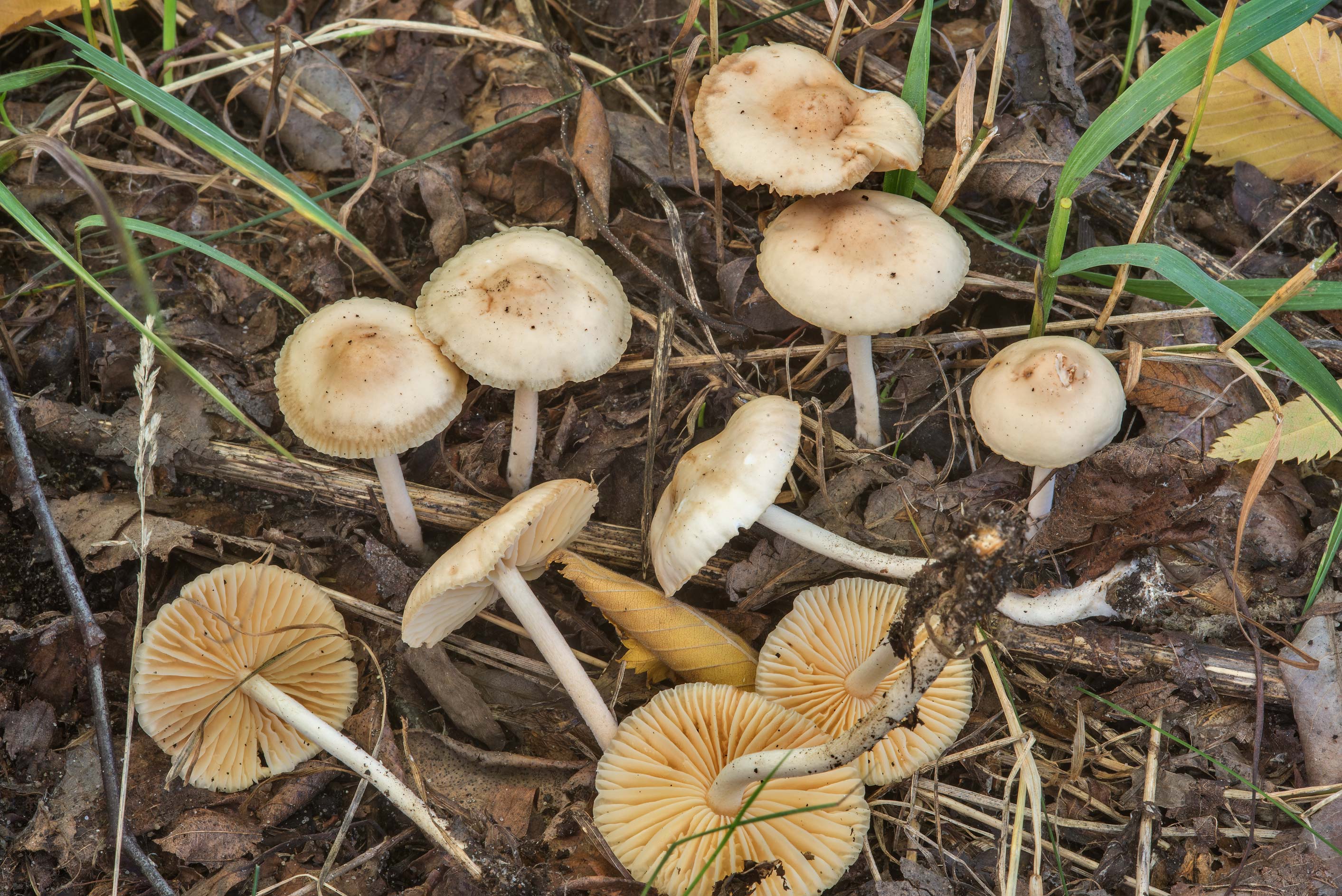 Marasmius oreades – Universo alpino