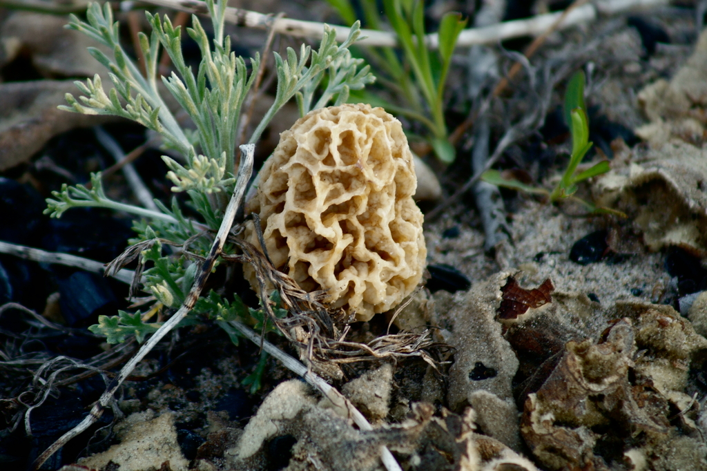 Morchella esculenta – Universo alpino