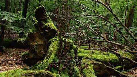 Il bosco – Universo alpino