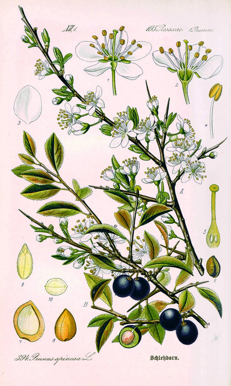 Pruno selvatico spinoso – Prunus spinosa L. – Universo alpino