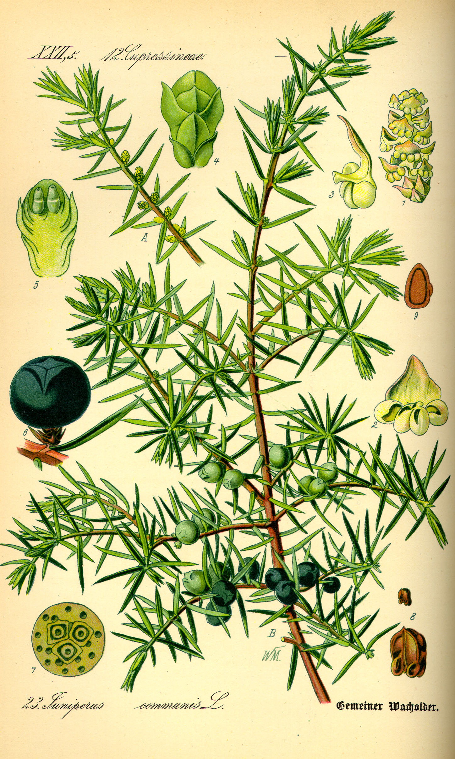 Ginepro – Juniperus communis L. – Universo alpino