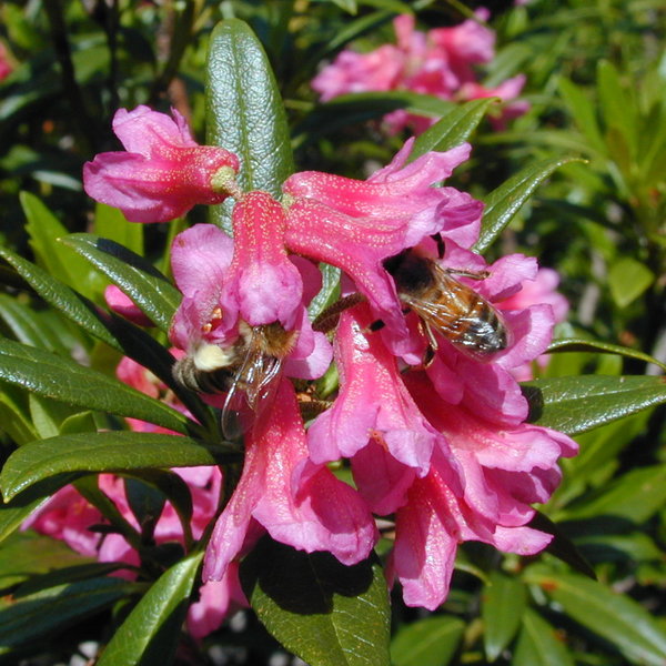 Rododendro – Rhododendron ferrugineum – Universo alpino
