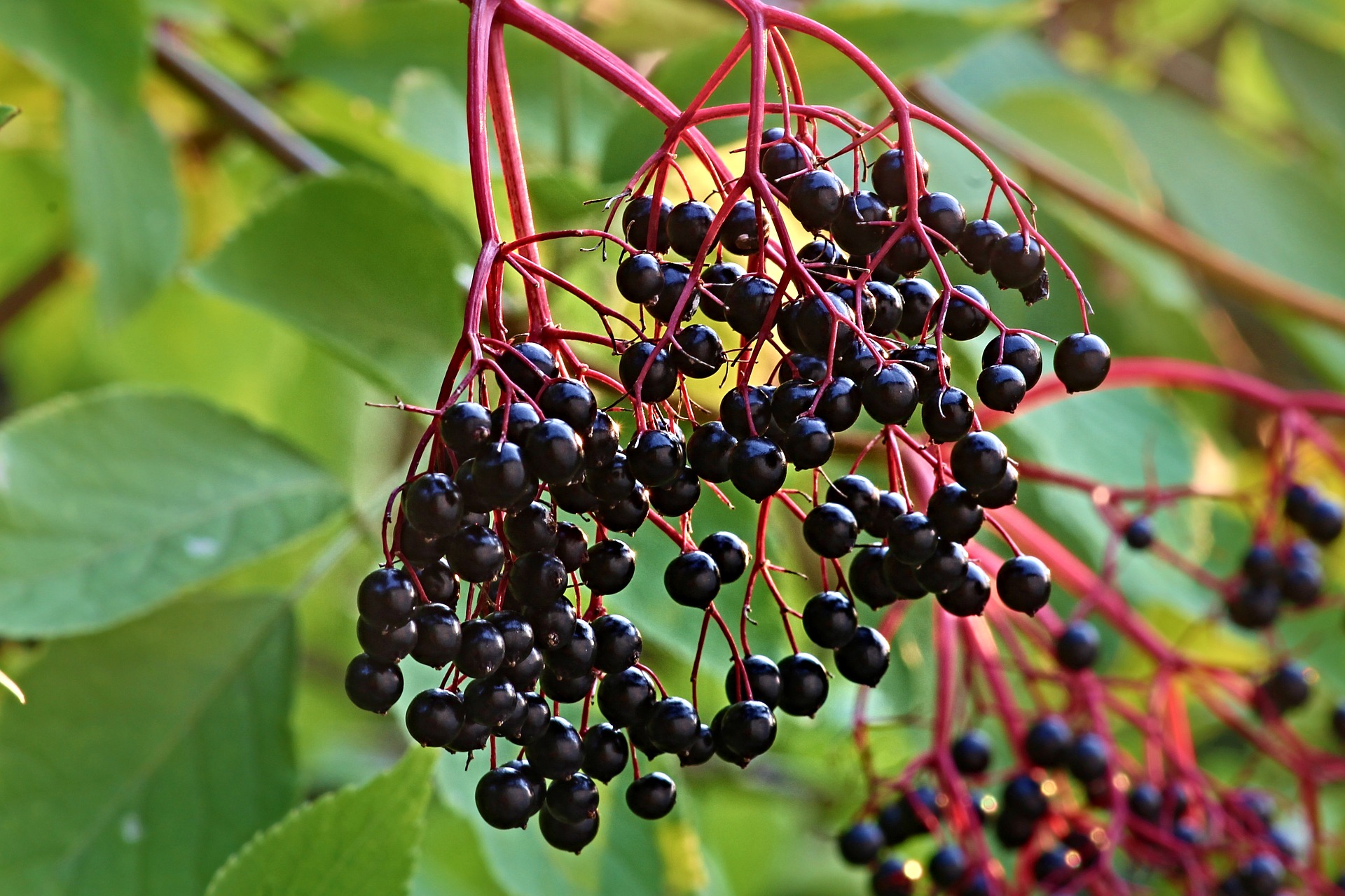 Sambuco nero – sambucus nigra L. – Universo alpino