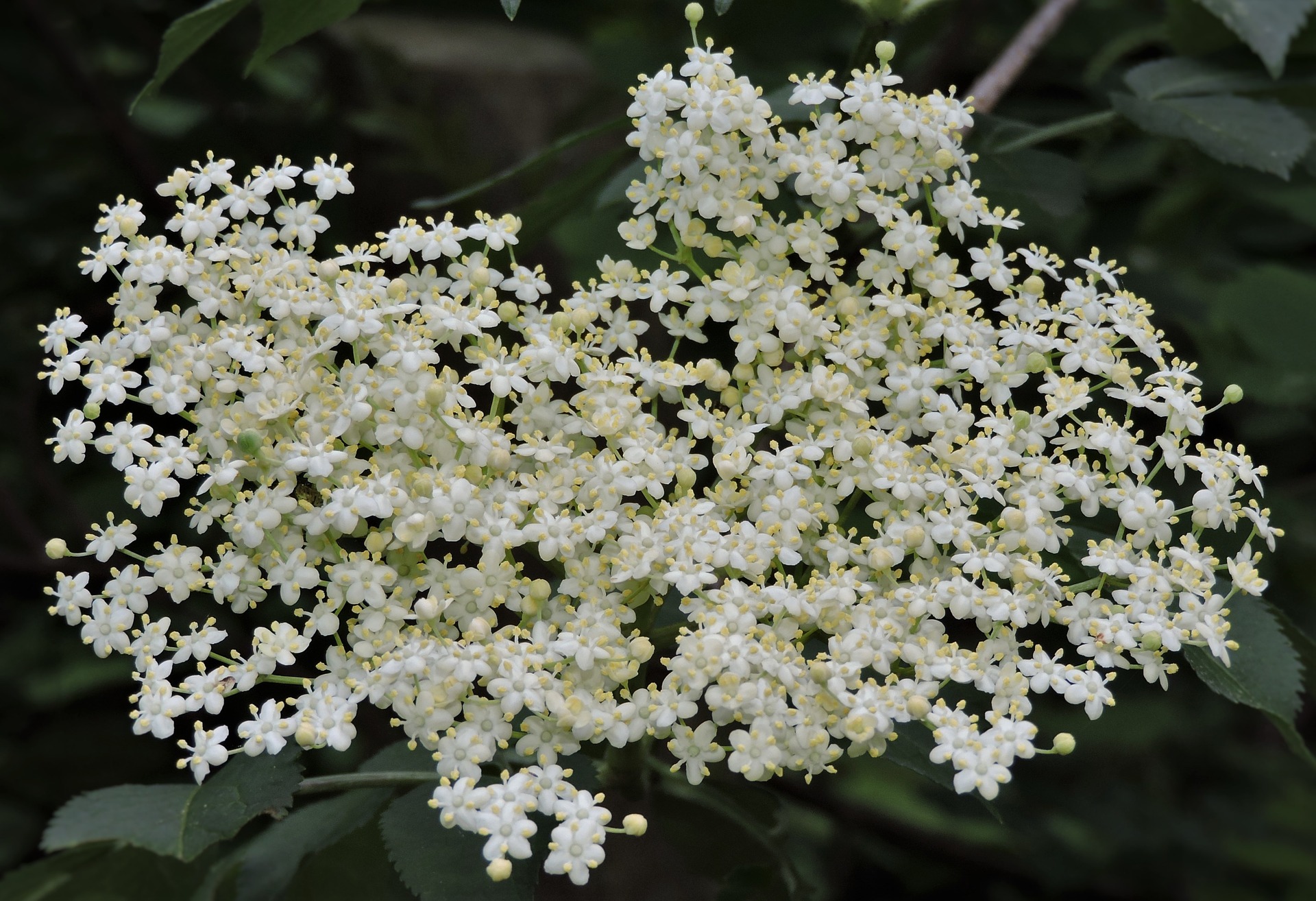 Sambuco nero – sambucus nigra L. – Universo alpino