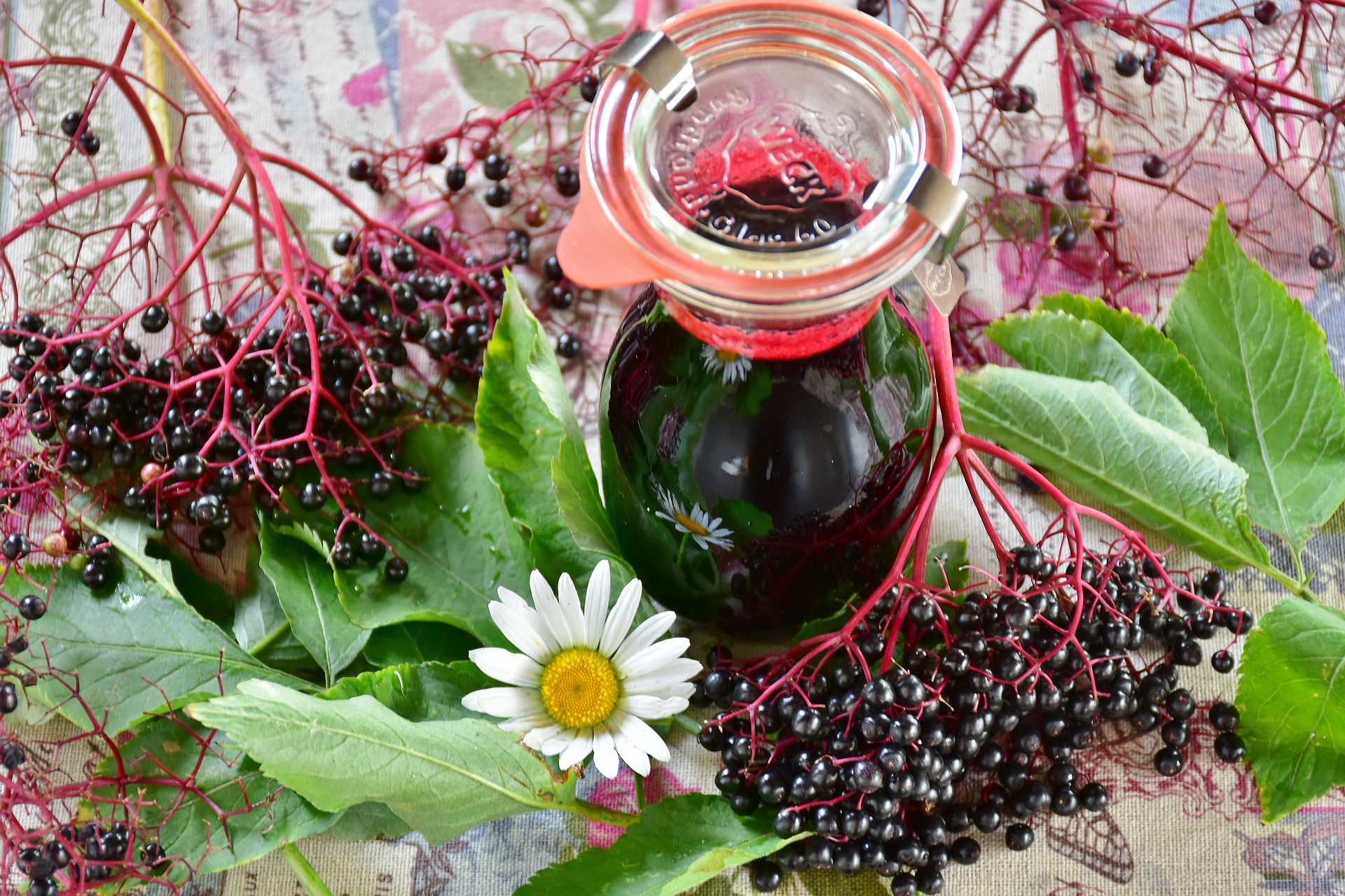 Sambuco nero – sambucus nigra L. – Universo alpino