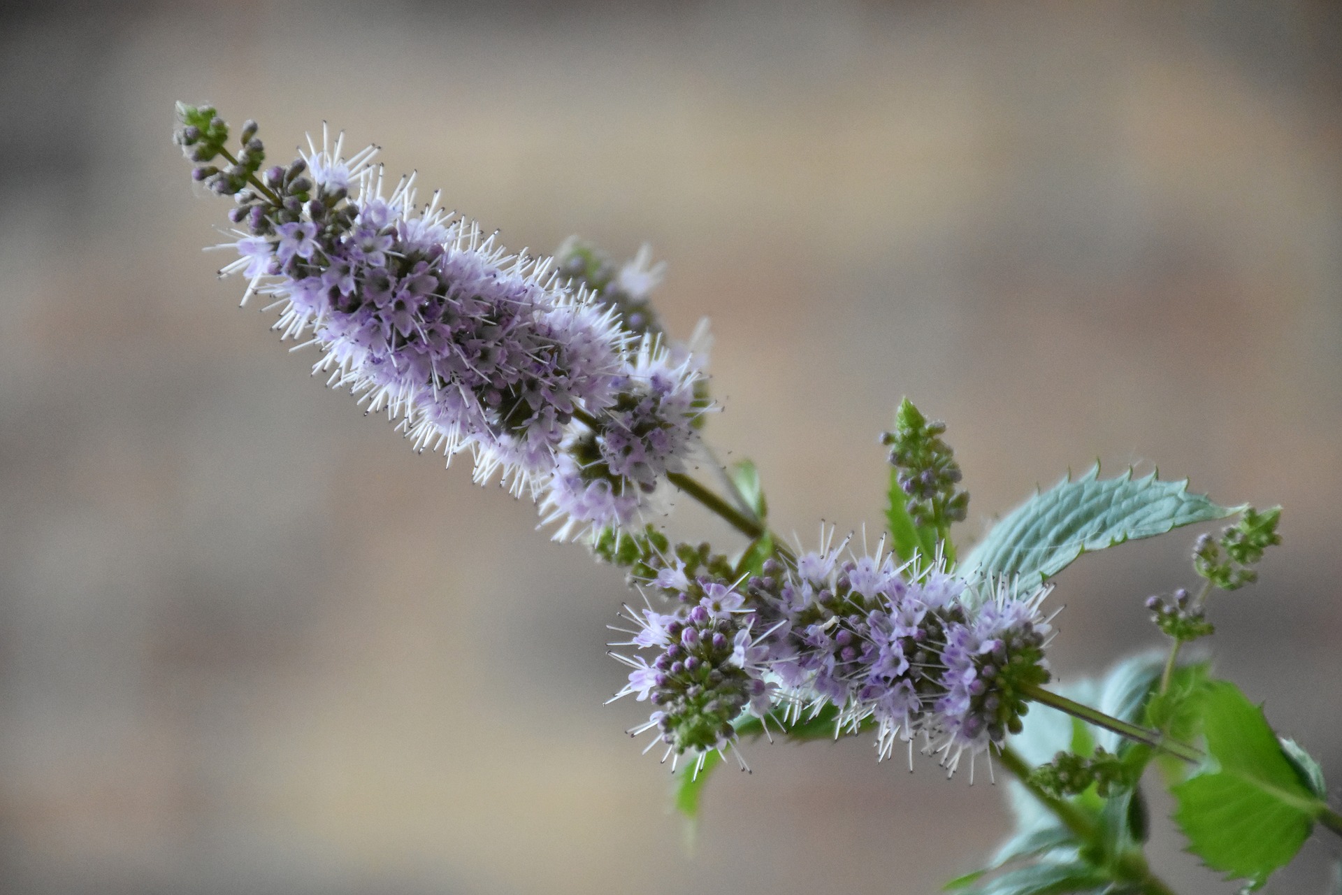 Menta – Mentha arvensis, longifolia, piperita, etc… – Universo alpino