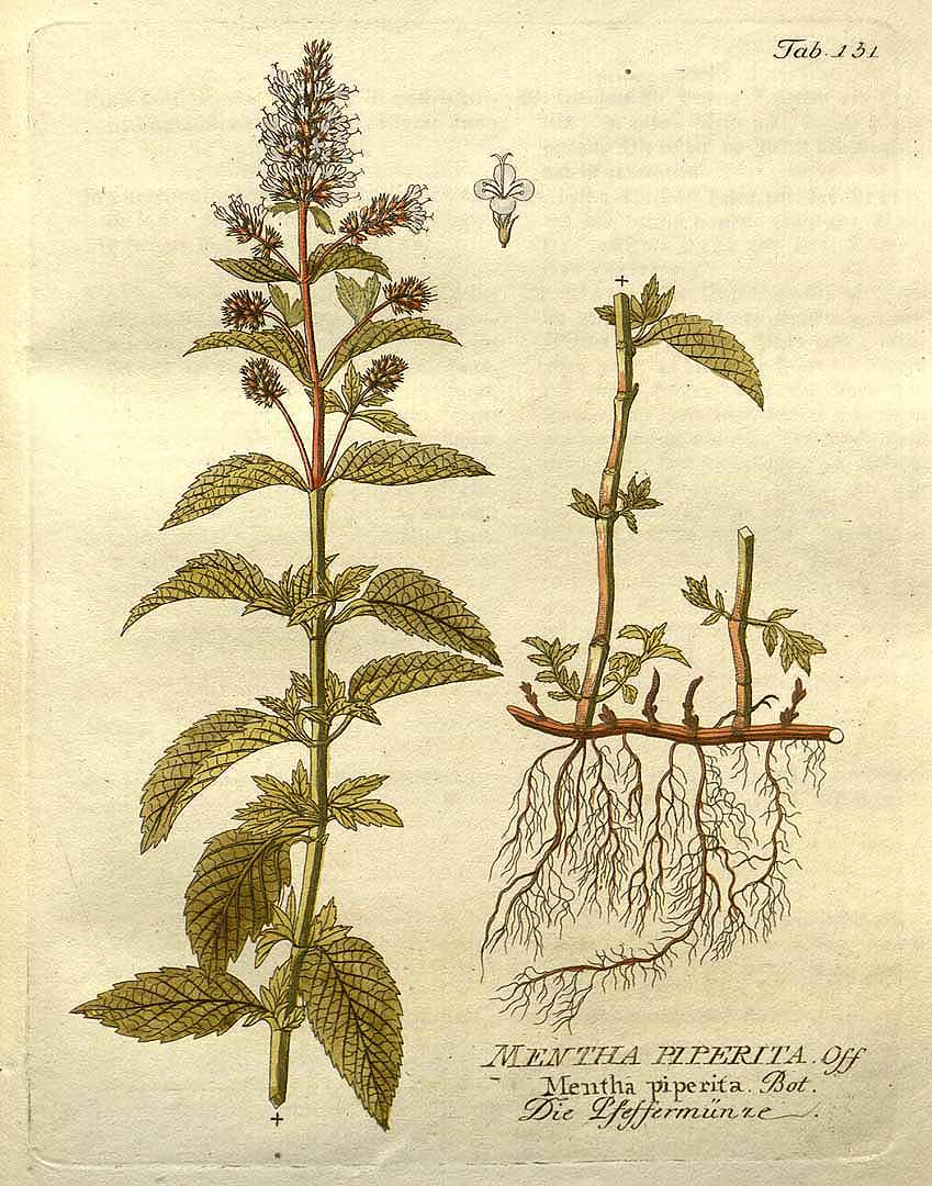 Menta – Mentha arvensis, longifolia, piperita, etc… – Universo alpino