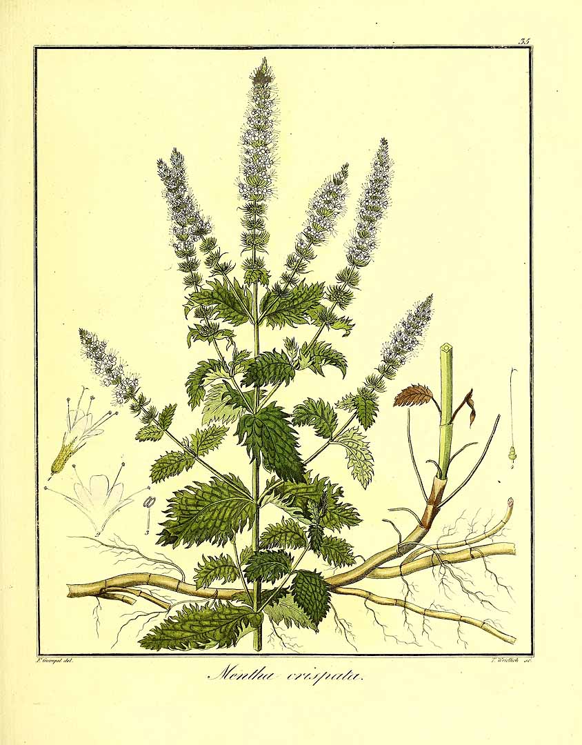 Menta – Mentha arvensis, longifolia, piperita, etc… – Universo alpino